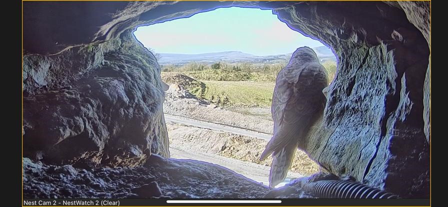 Netwatch and the Kestrel Cam - Netwatch Ireland